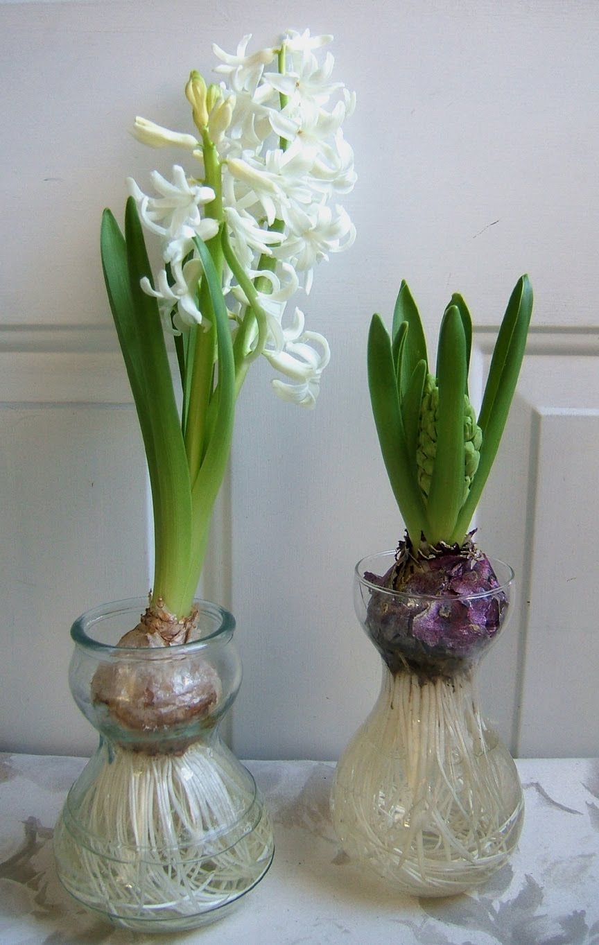 Square With Flair: Horticultural Hyacinths in Your Winter Garden
